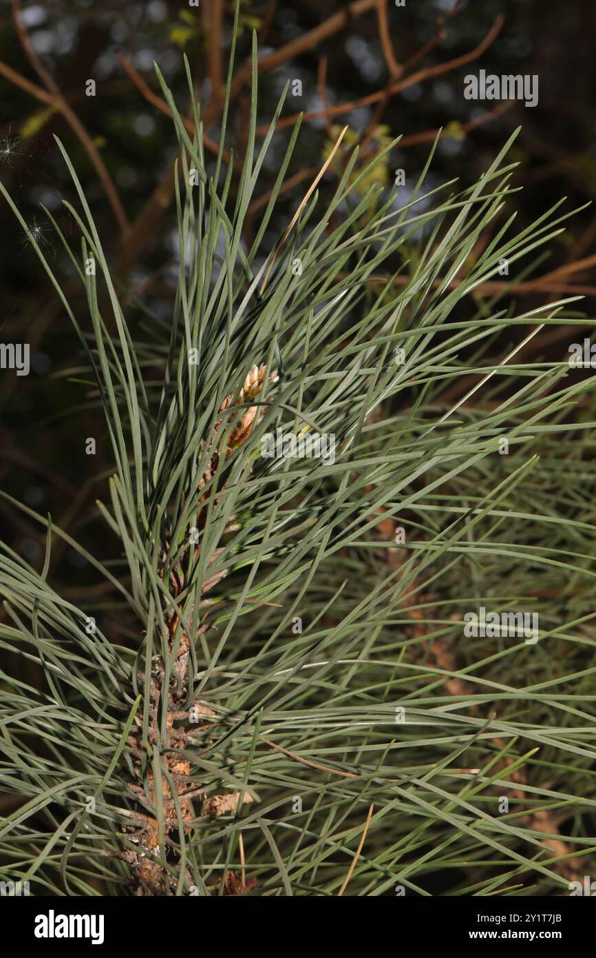black pine (Pinus nigra) Plantae Stock Photo - Alamy