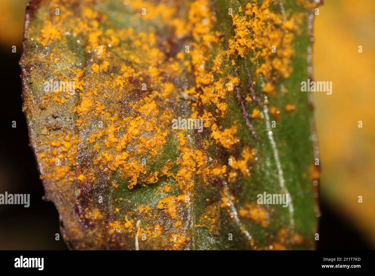 Pucciniastrum hi-res stock photography and images - Alamy