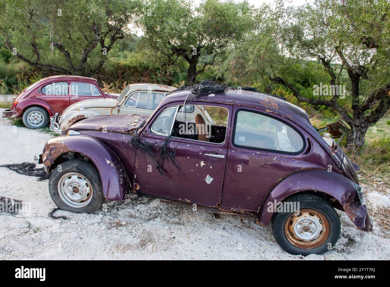 vw beetle motor cars at a scrapyard, volkswagen beetle cars, scrapped collectors air cooled vw ...