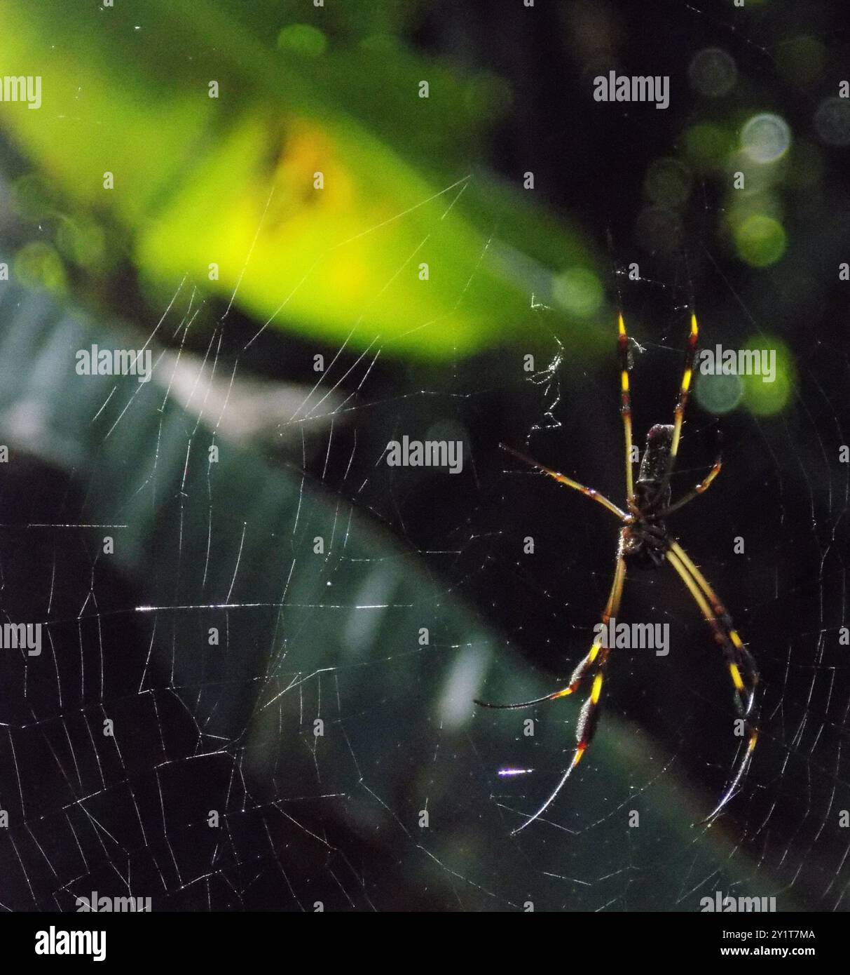 Golden Silk Spider (Trichonephila clavipes) Arachnida Stock Photo - Alamy