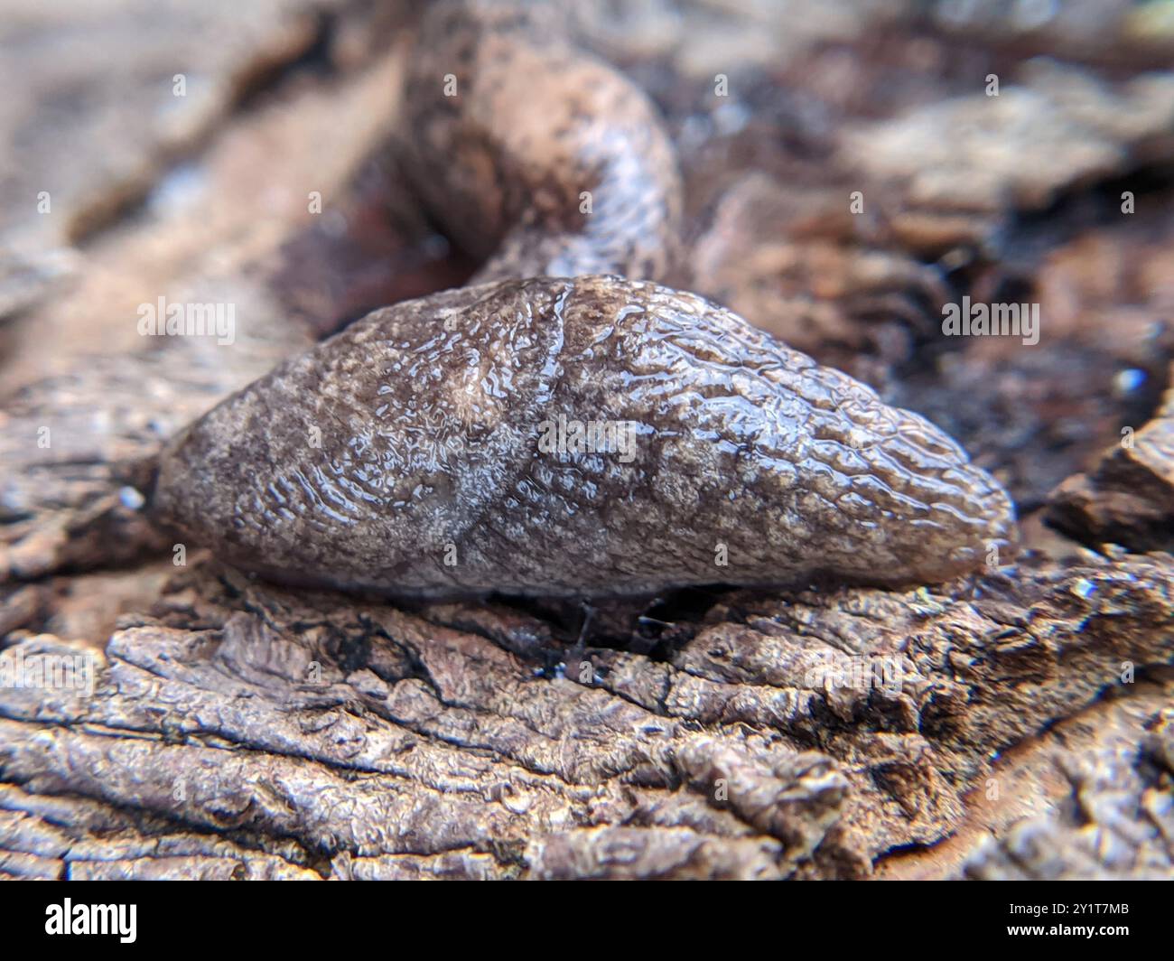 Milky Slug (Deroceras reticulatum) Mollusca Stock Photo - Alamy