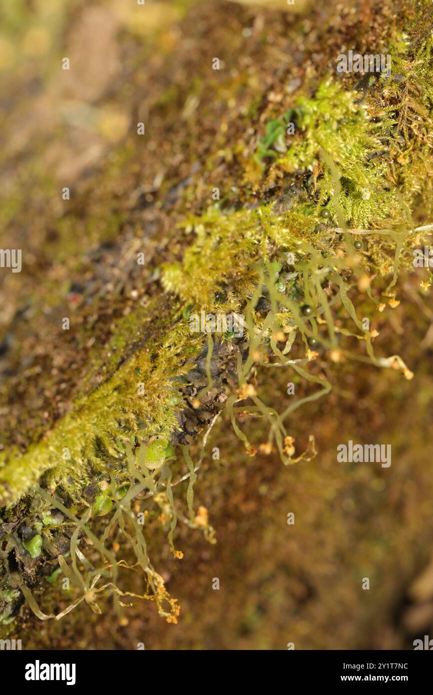 common pellia (Pellia epiphylla) Plantae Stock Photo - Alamy