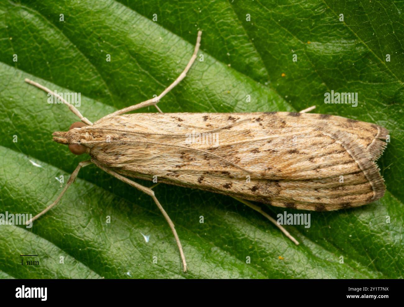 Lucerne Moth (Nomophila nearctica) Insecta Stock Photo - Alamy