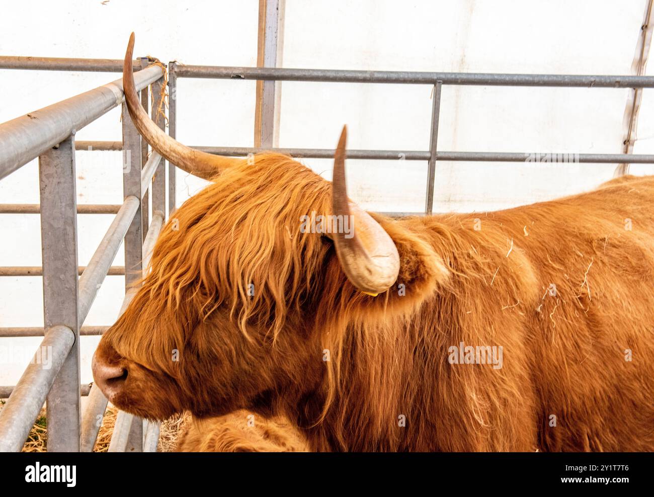long-horned highland cattle, rugged highland bull, long-haired highland cattle with big horns ...