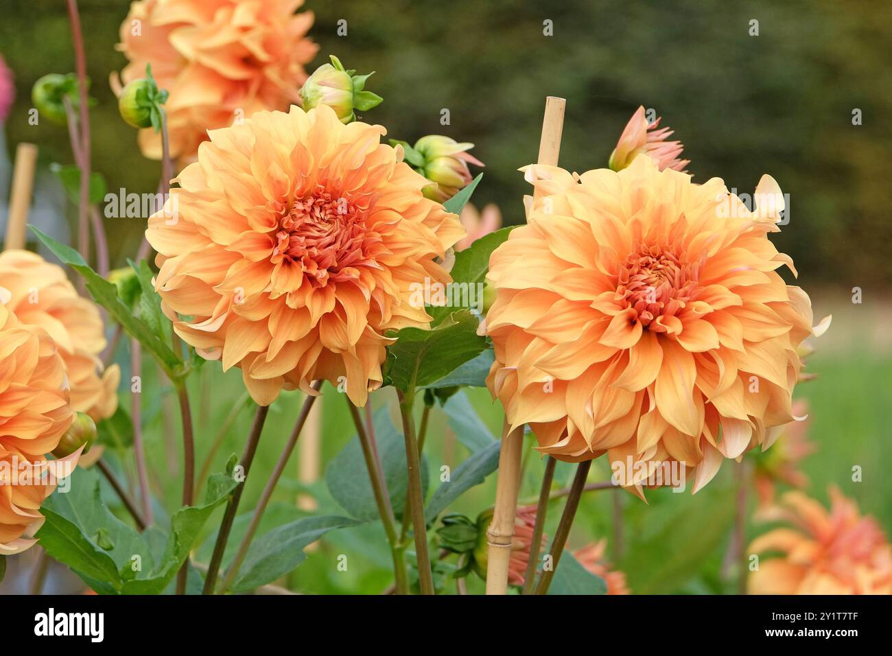Dahlia great hercules hi-res stock photography and images - Alamy
