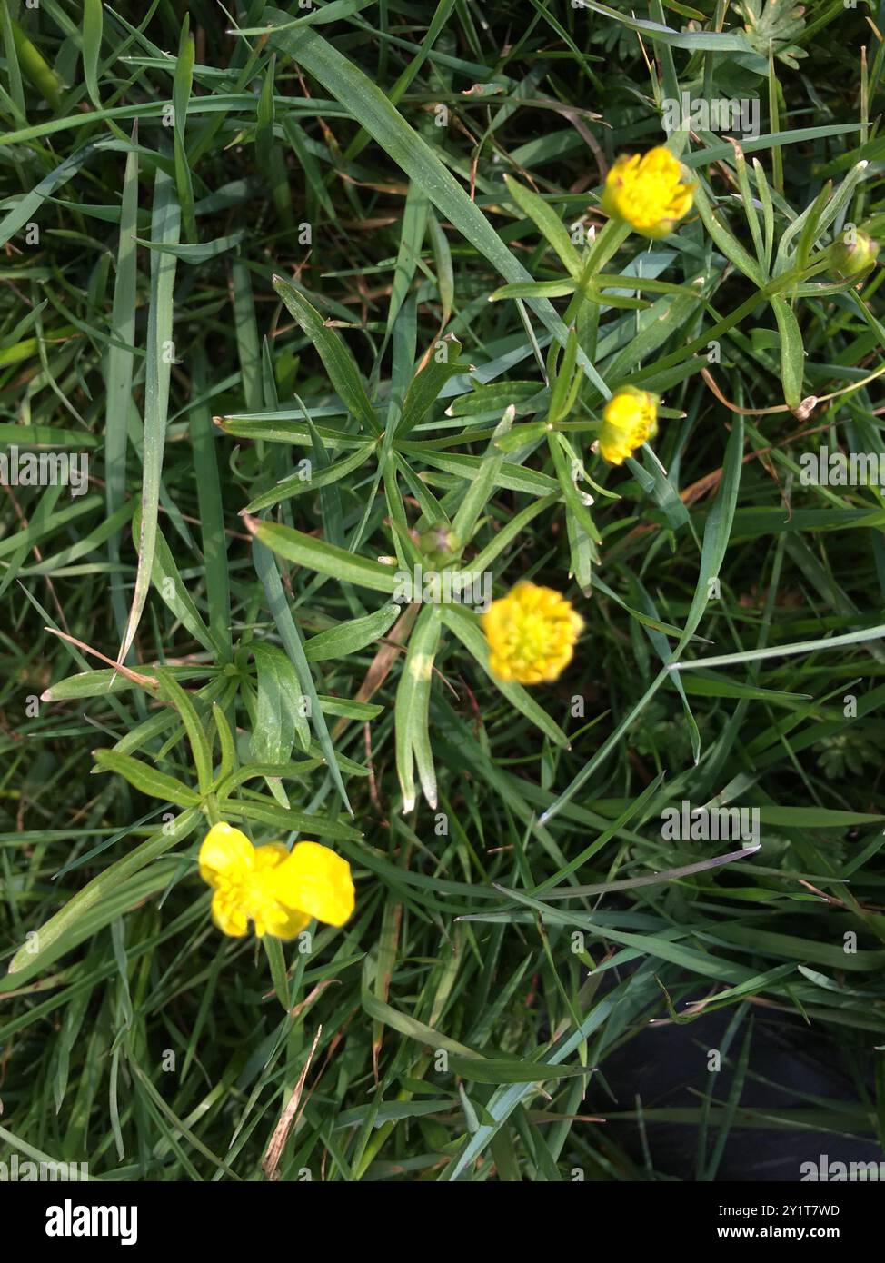Goldilocks Buttercup (Ranunculus auricomus) Plantae Stock Photo - Alamy