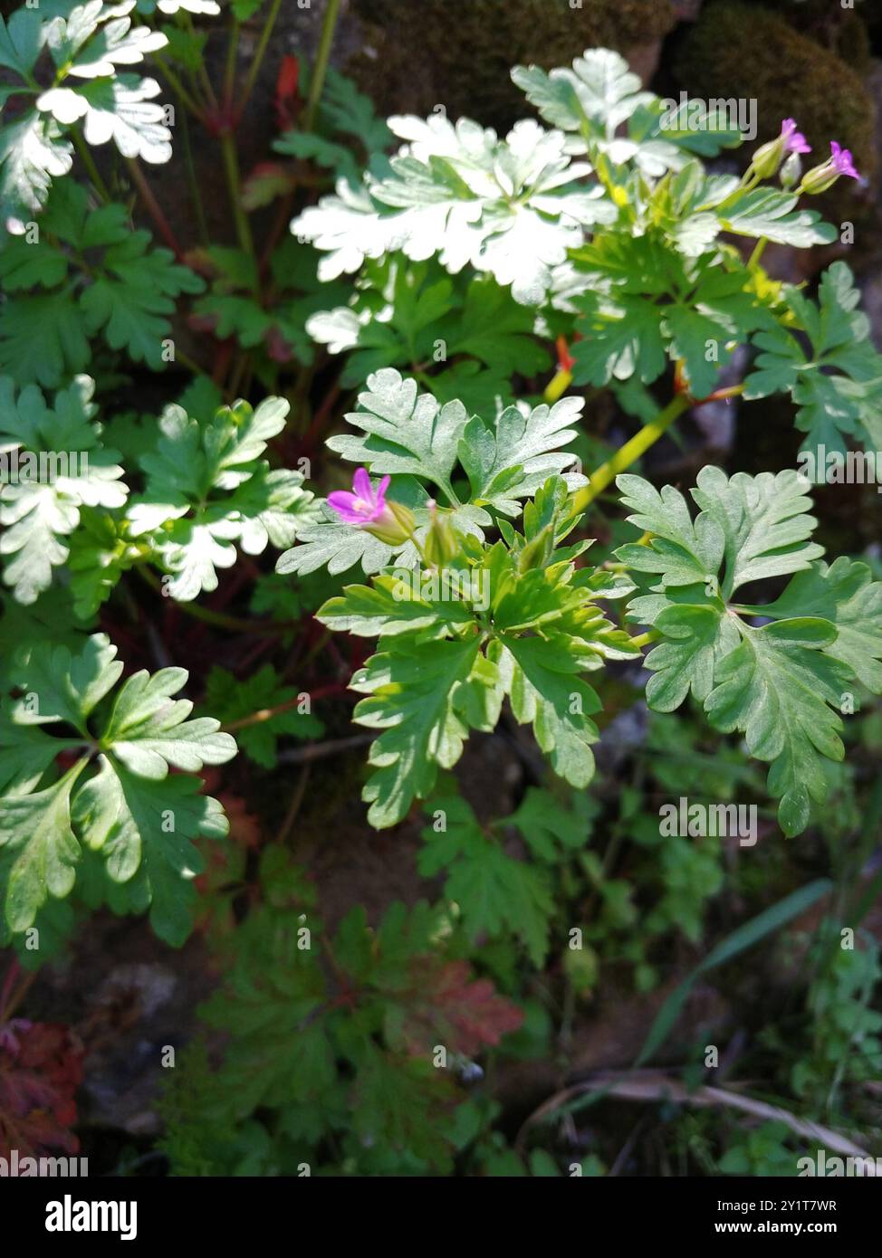 Little-Robin (Geranium purpureum) Plantae Stock Photo - Alamy