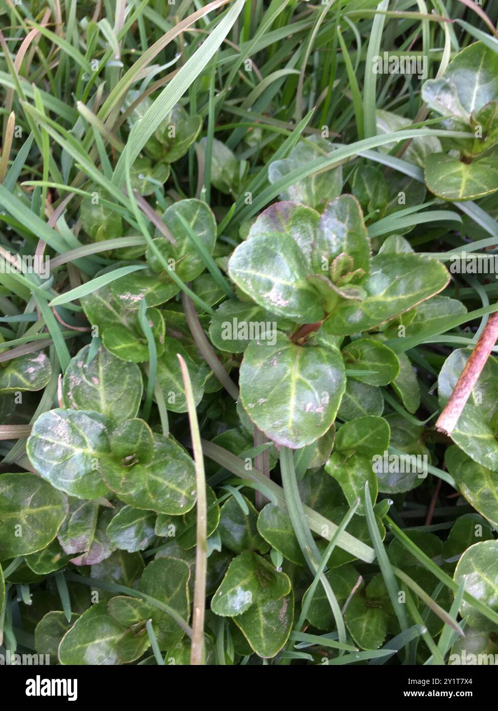 Brooklime (Veronica beccabunga) Plantae Stock Photo - Alamy