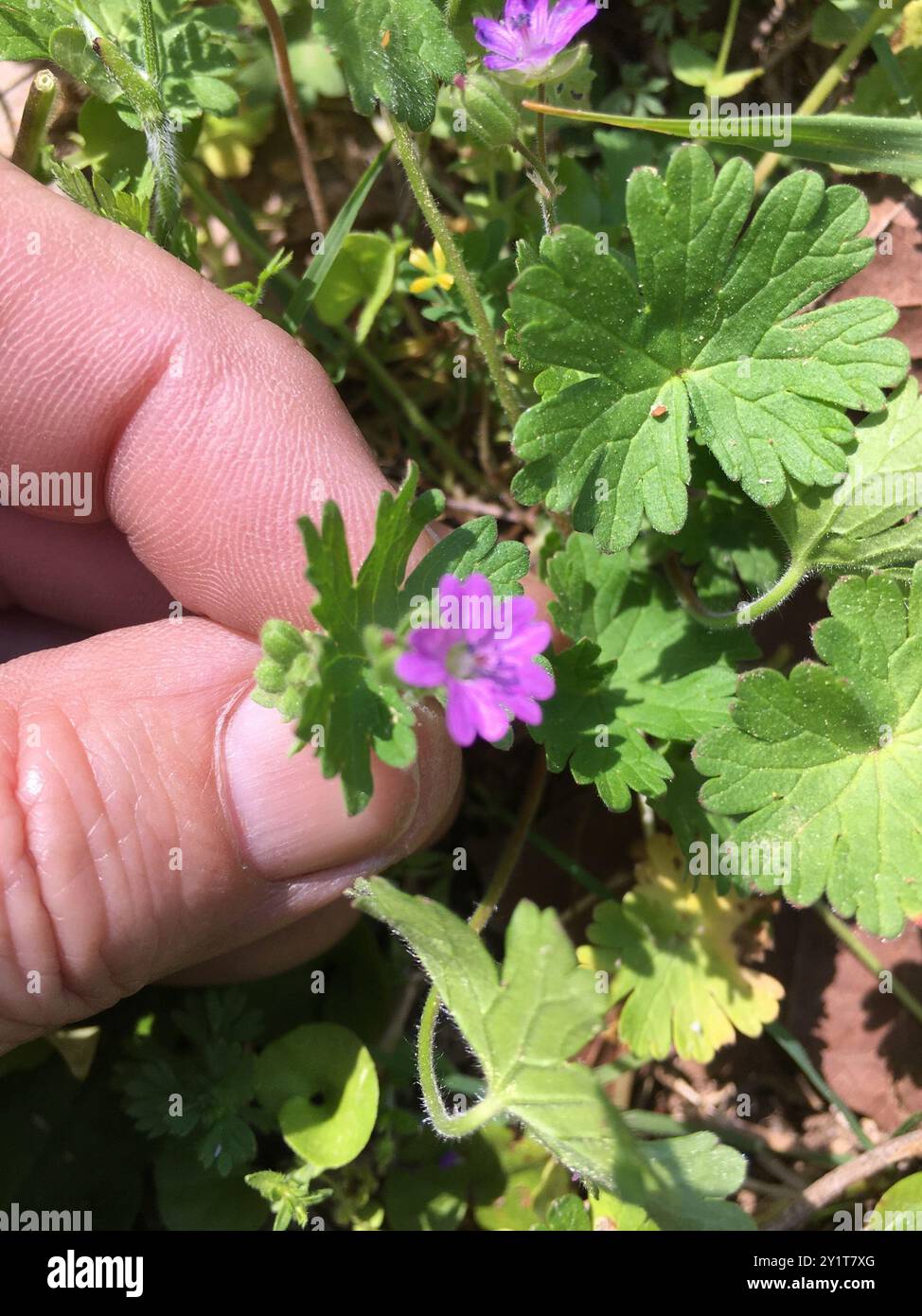 Dove's-foot crane's-bill (Geranium molle) Plantae Stock Photo - Alamy