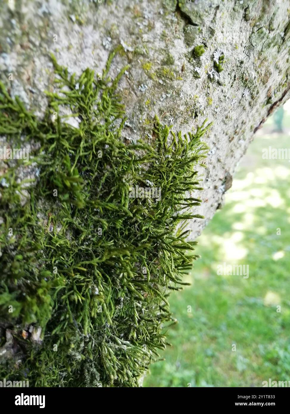 Lateral Cryphaea (Cryphaea heteromalla) Plantae Stock Photo - Alamy