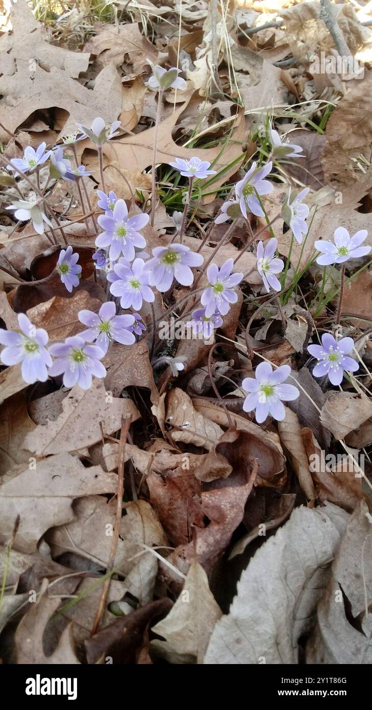 round-lobed hepatica (Hepatica americana) Plantae Stock Photo - Alamy
