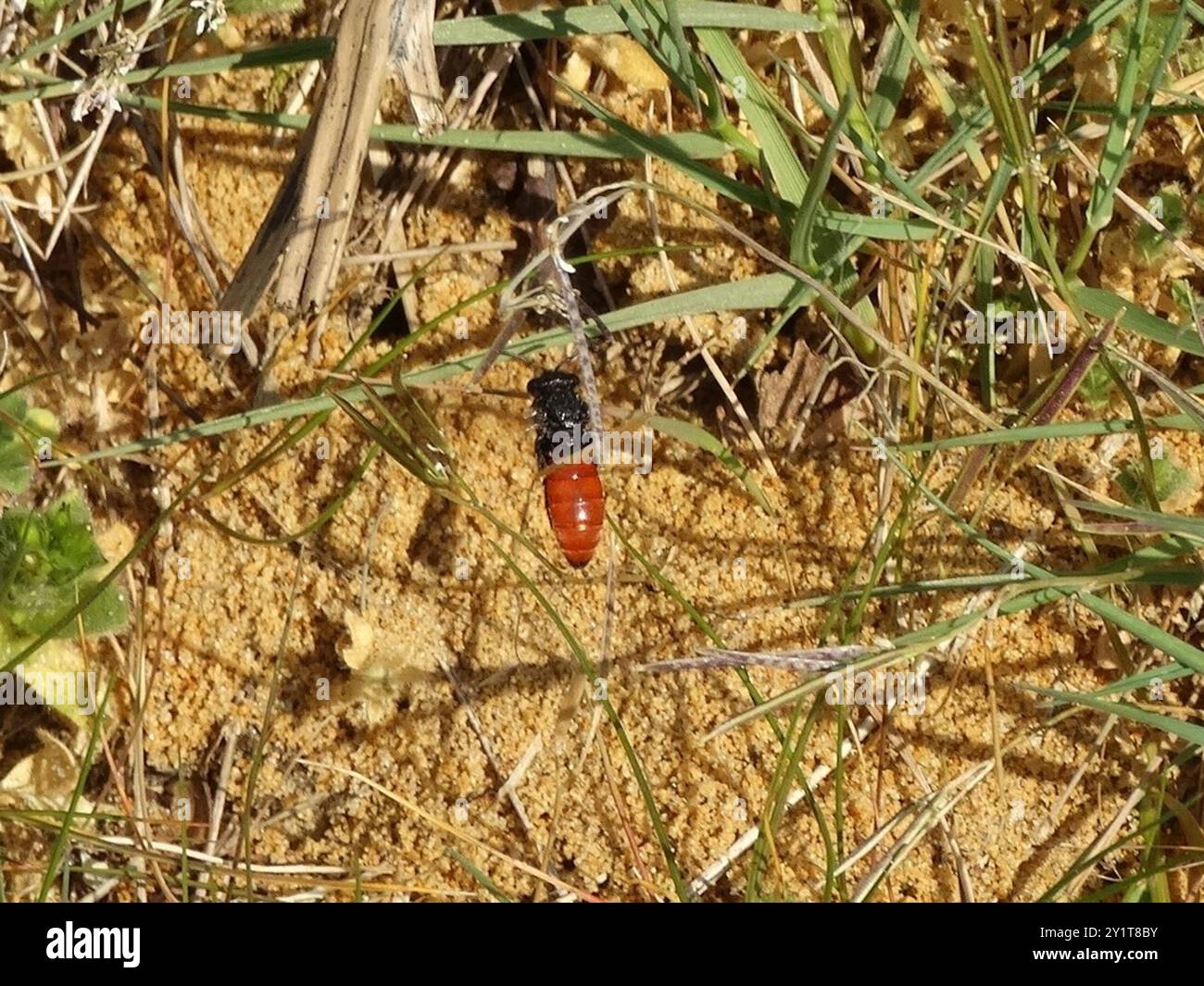 White-lipped Blood Bee (Sphecodes albilabris) Insecta Stock Photo - Alamy