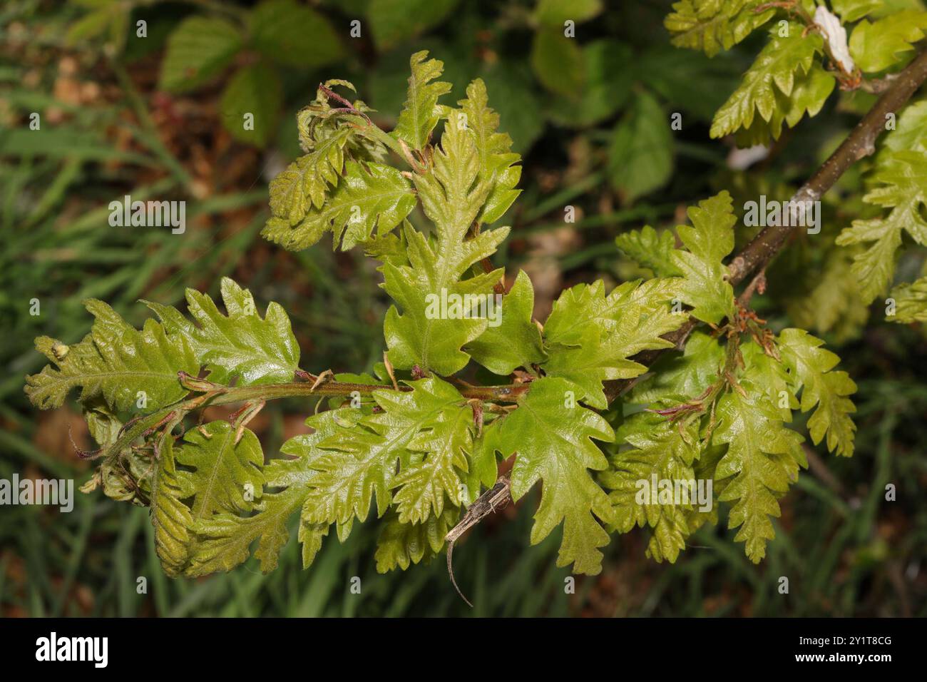 Turkey Oak (Quercus cerris) Plantae Stock Photo - Alamy