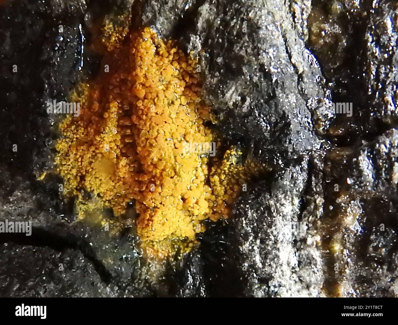Orange Terrestrial Algae (Trentepohliales) Plantae Stock Photo - Alamy