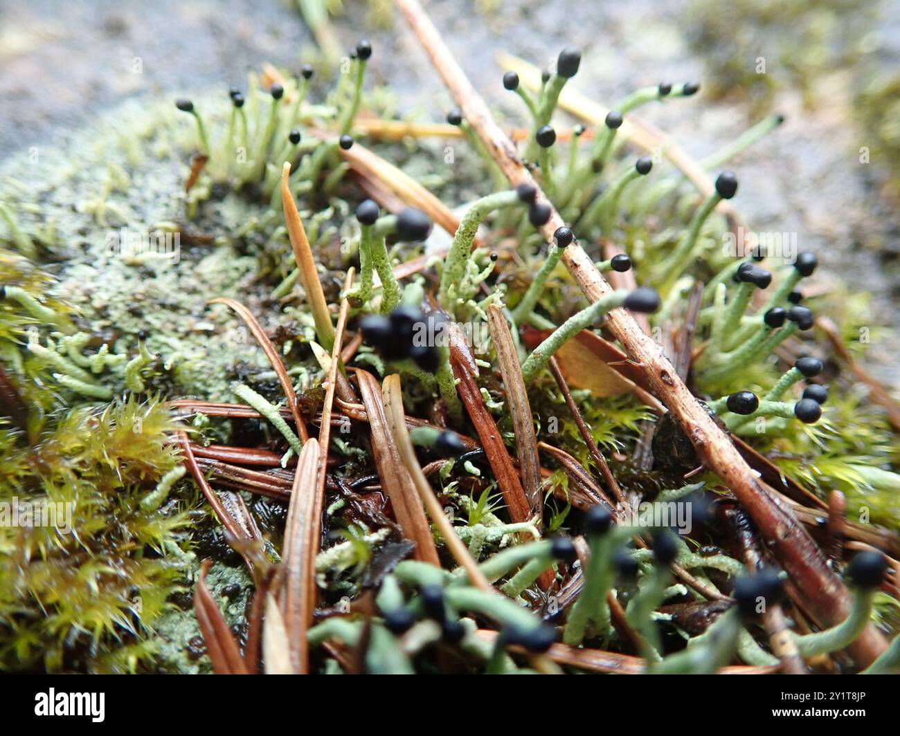 Devil's matchstick (Pilophorus acicularis) Fungi Stock Photo - Alamy