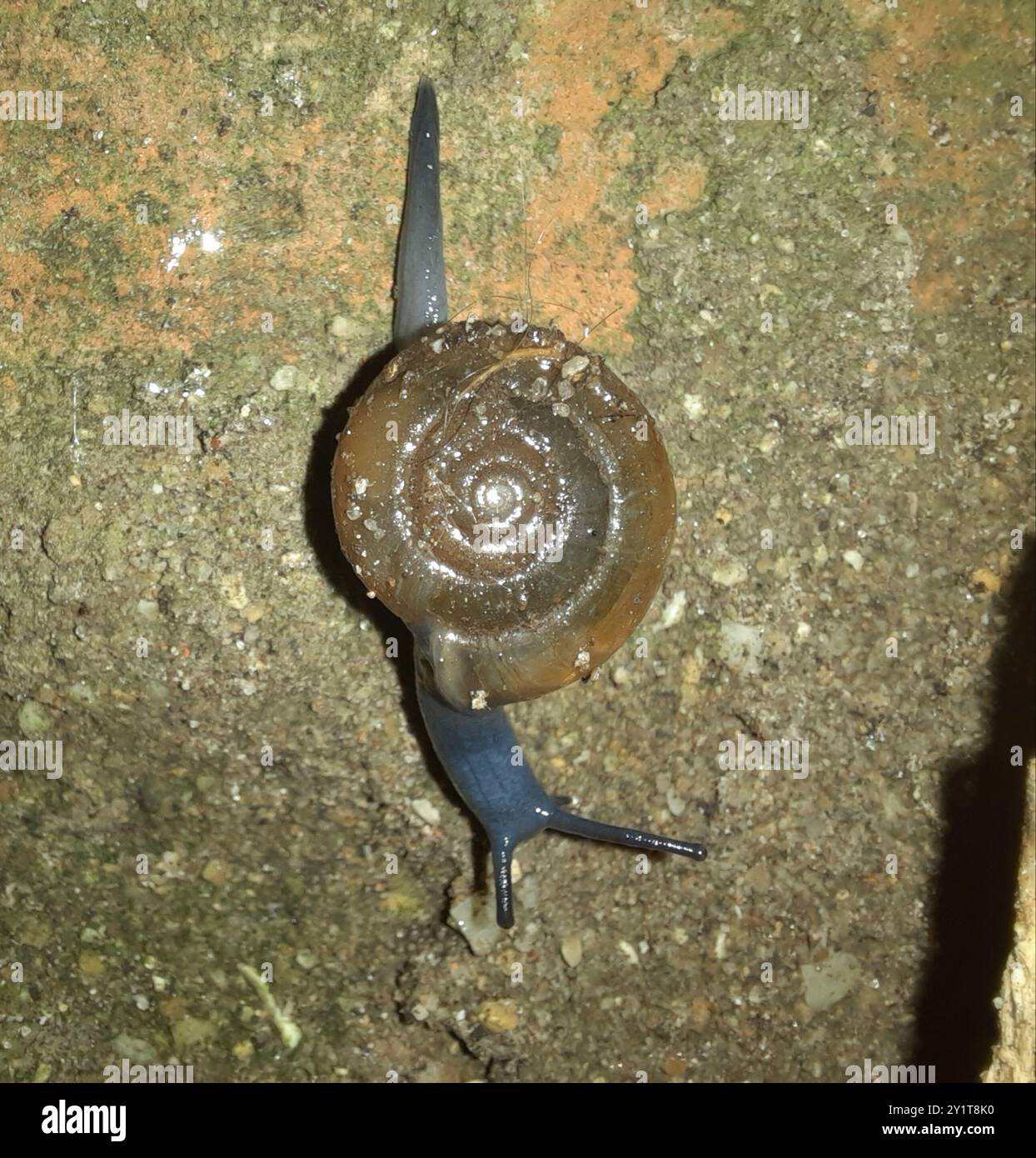 Glass Snails (Oxychilidae) Mollusca Stock Photo - Alamy