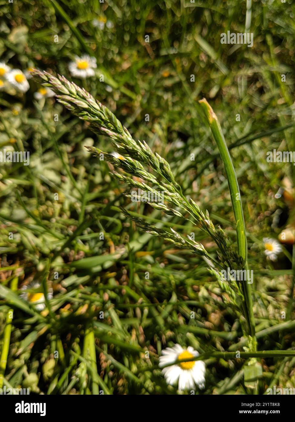 Smooth Meadow-grass (Poa pratensis) Plantae Stock Photo - Alamy