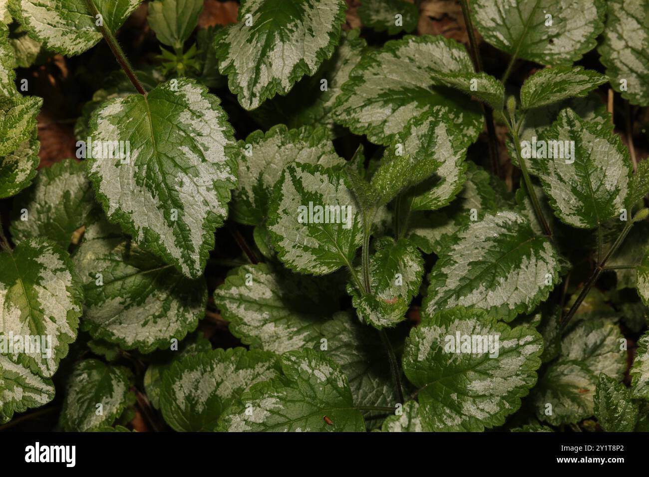 Variegated Yellow Archangel (Lamium galeobdolon argentatum) Plantae ...