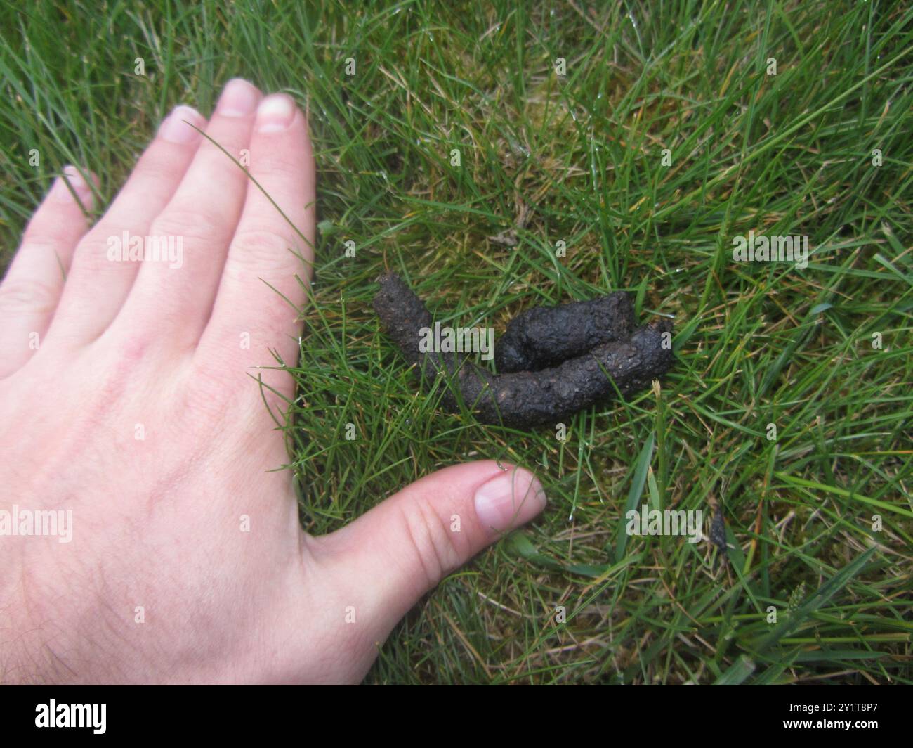 Skunks and Stink-badgers (Mephitidae) Mammalia Stock Photo - Alamy