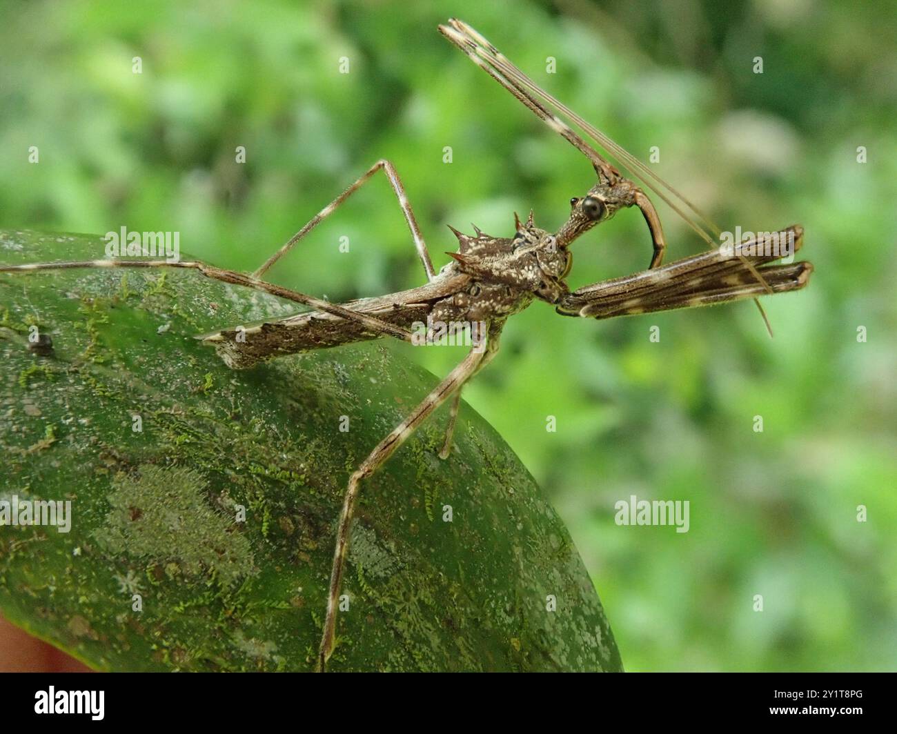 Heza hi-res stock photography and images - Alamy
