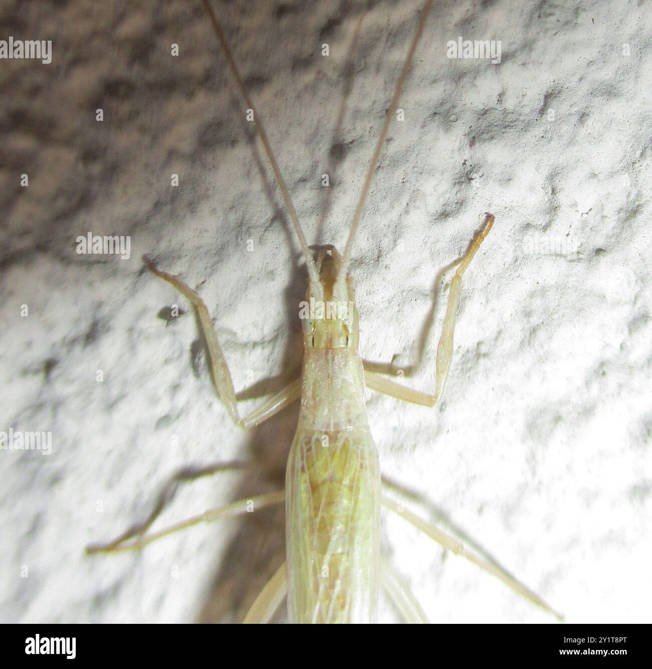 Common Tree Crickets (Oecanthus) Insecta Stock Photo - Alamy