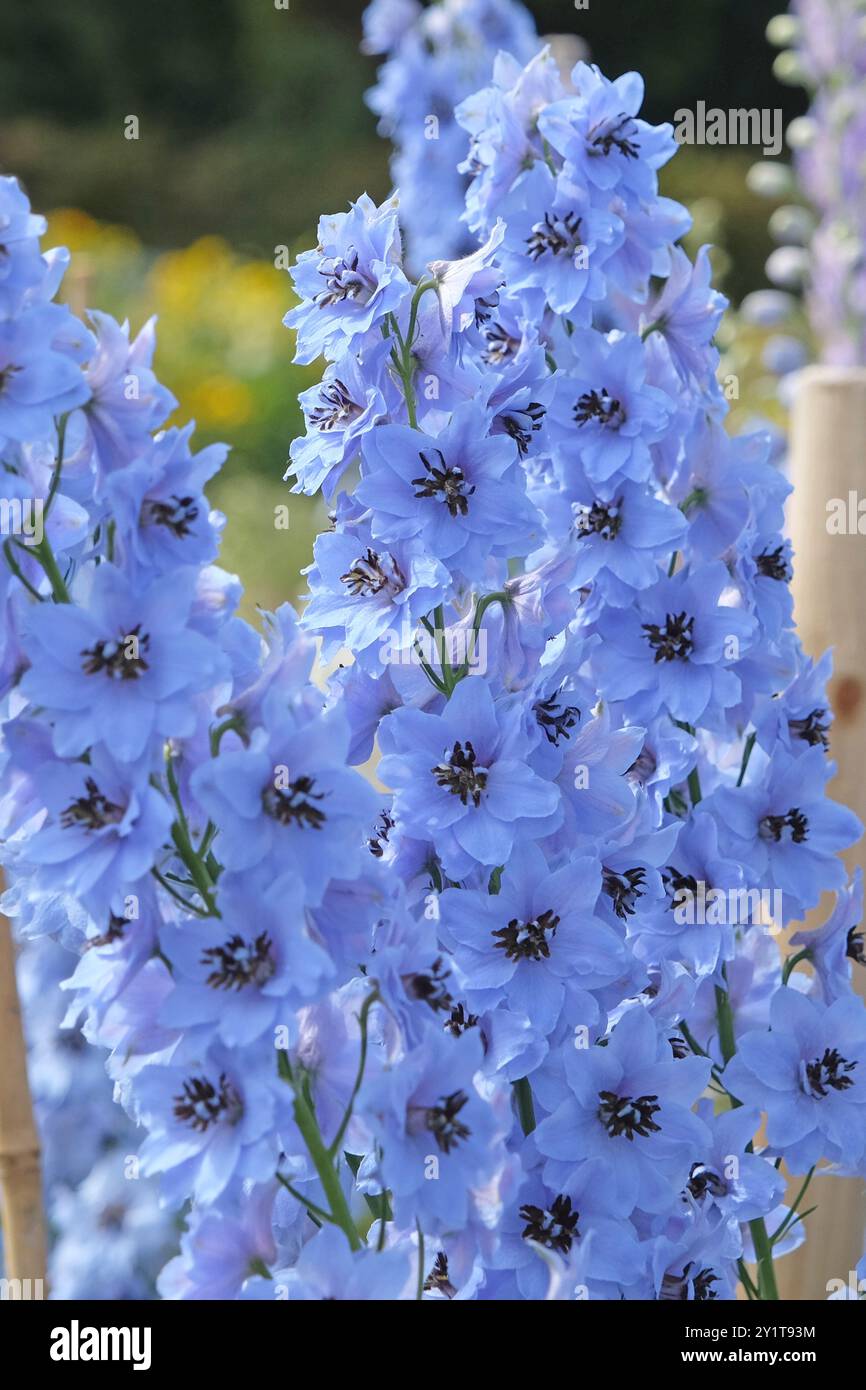 Pale blue Delphinium ‘Twilight Blues’ in flower Stock Photo - Alamy