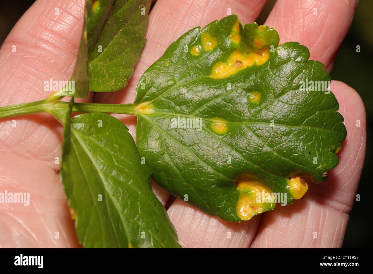 Alexanders Rust (Puccinia smyrnii) Fungi Stock Photo - Alamy