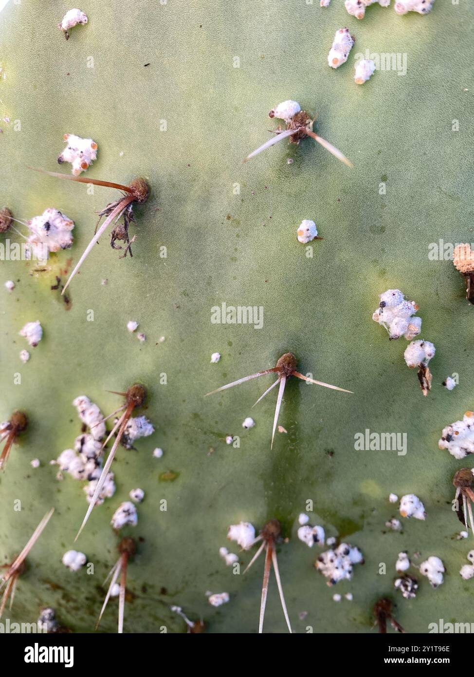 Cochineal Scale Bugs (Dactylopius) Insecta Stock Photo - Alamy