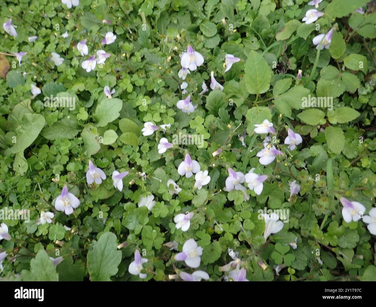 Taiwan Mazus (Mazus fauriei) Plantae Stock Photo - Alamy