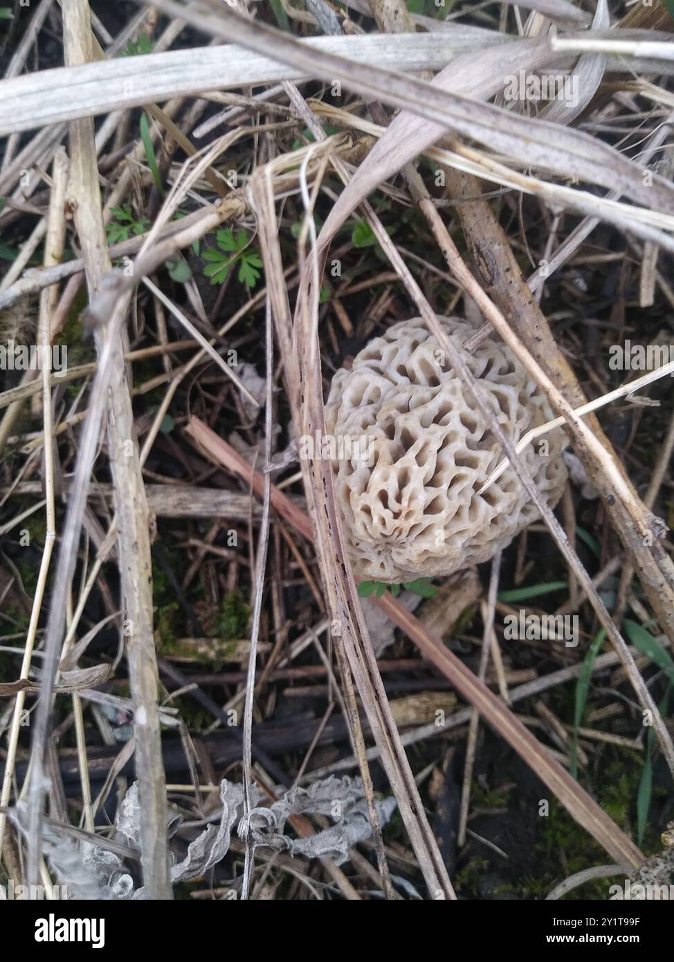 true morels (Morchella) Fungi Stock Photo - Alamy