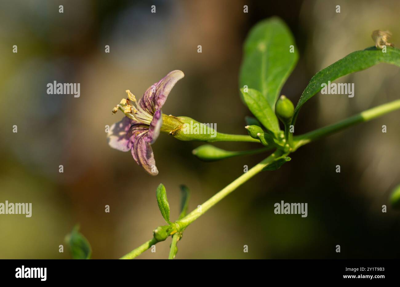 Delicate petal structure hi-res stock photography and images - Alamy