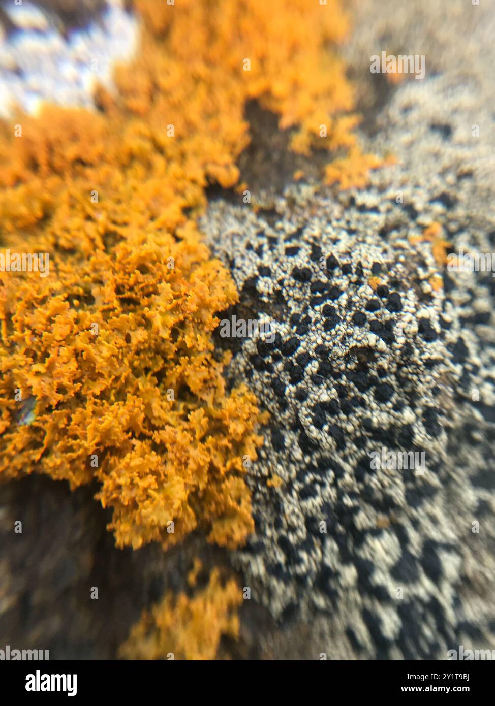 Polycauliona hi-res stock photography and images - Alamy