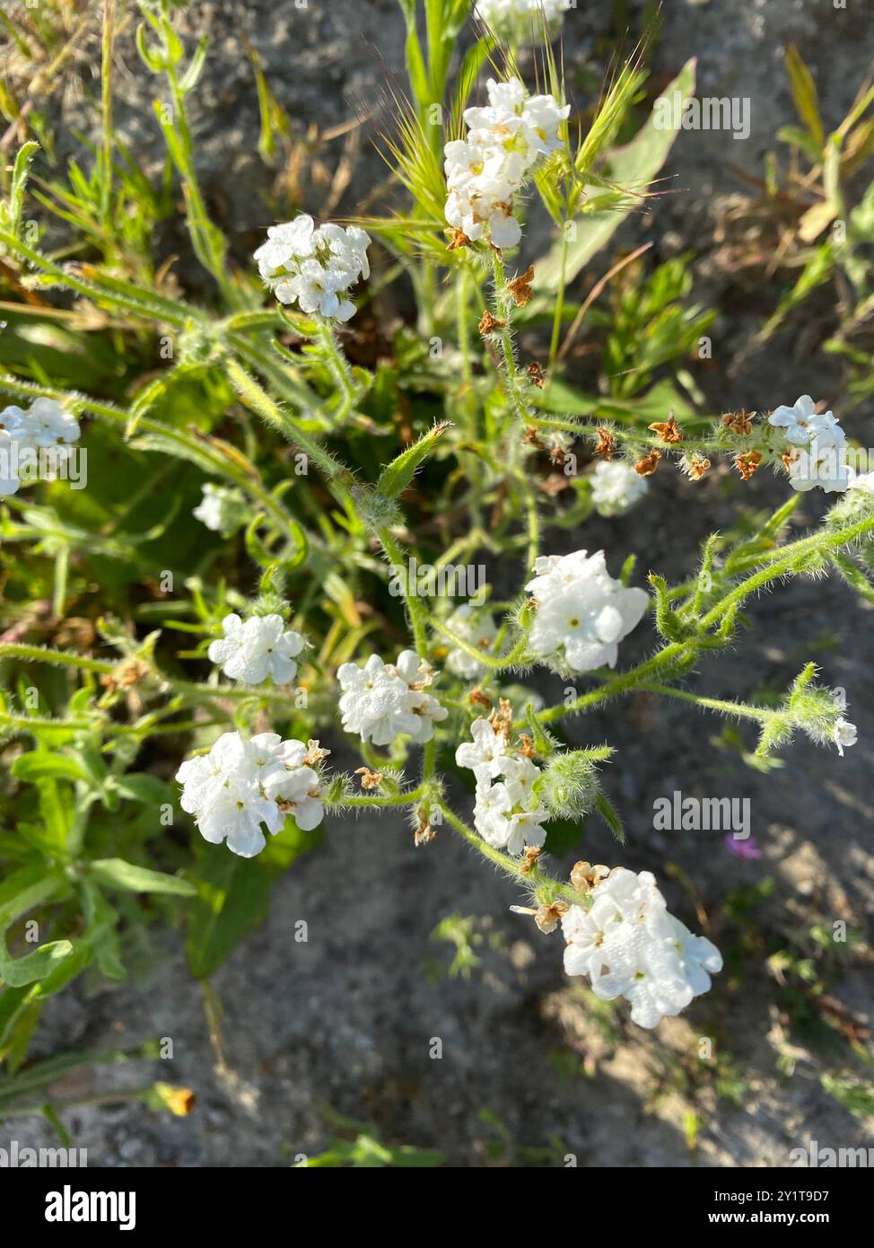 Clearwater cryptantha (Cryptantha intermedia) Plantae Stock Photo - Alamy