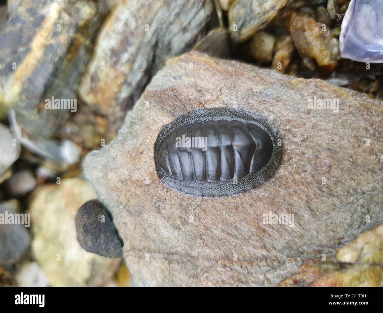 Blue Green Chiton (Chiton glaucus) Mollusca Stock Photo - Alamy