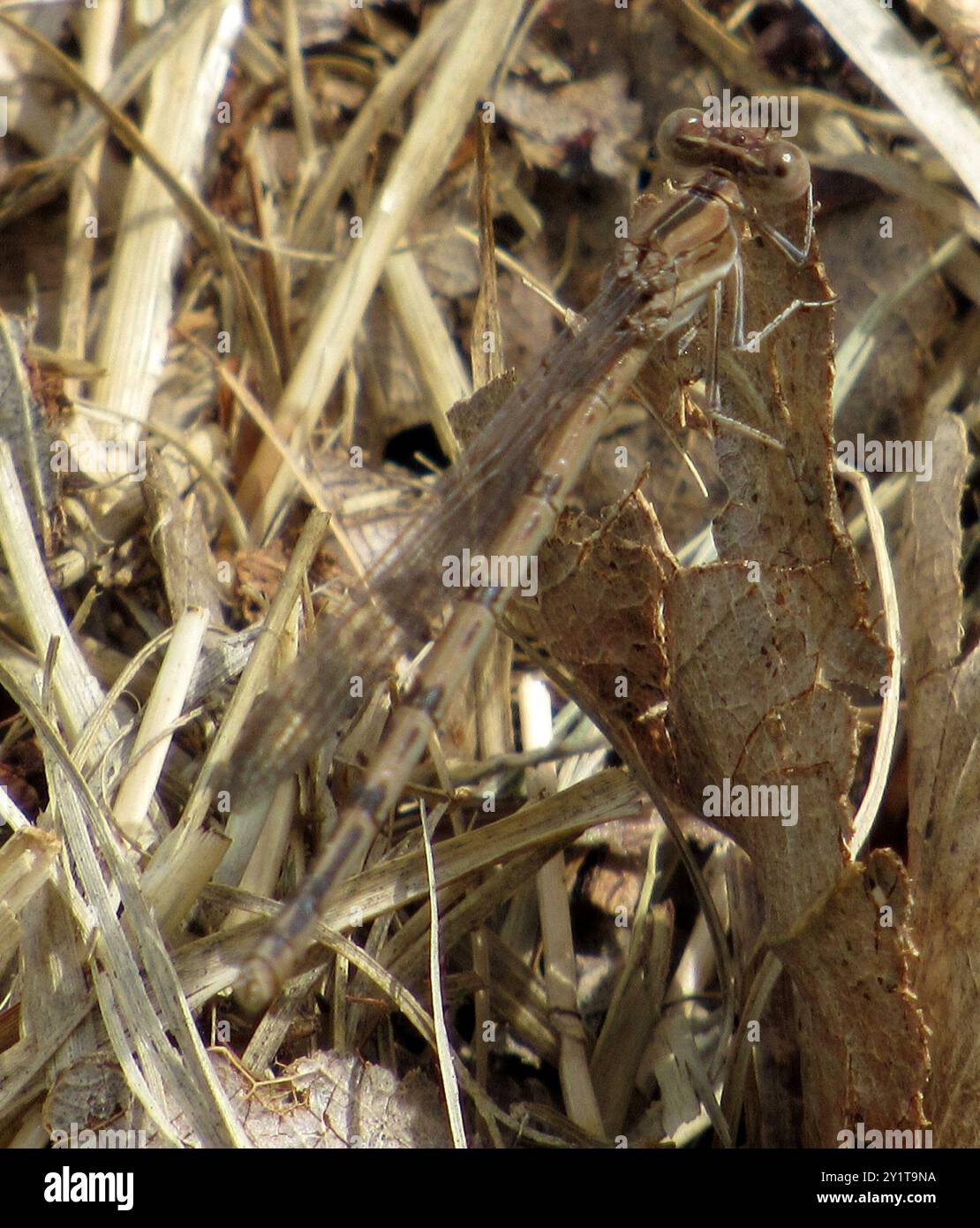 Aztec Dancer (Argia nahuana) Insecta Stock Photo - Alamy Aztec Dancer (Argia nahuana) Insecta Stock Photo - Alamy