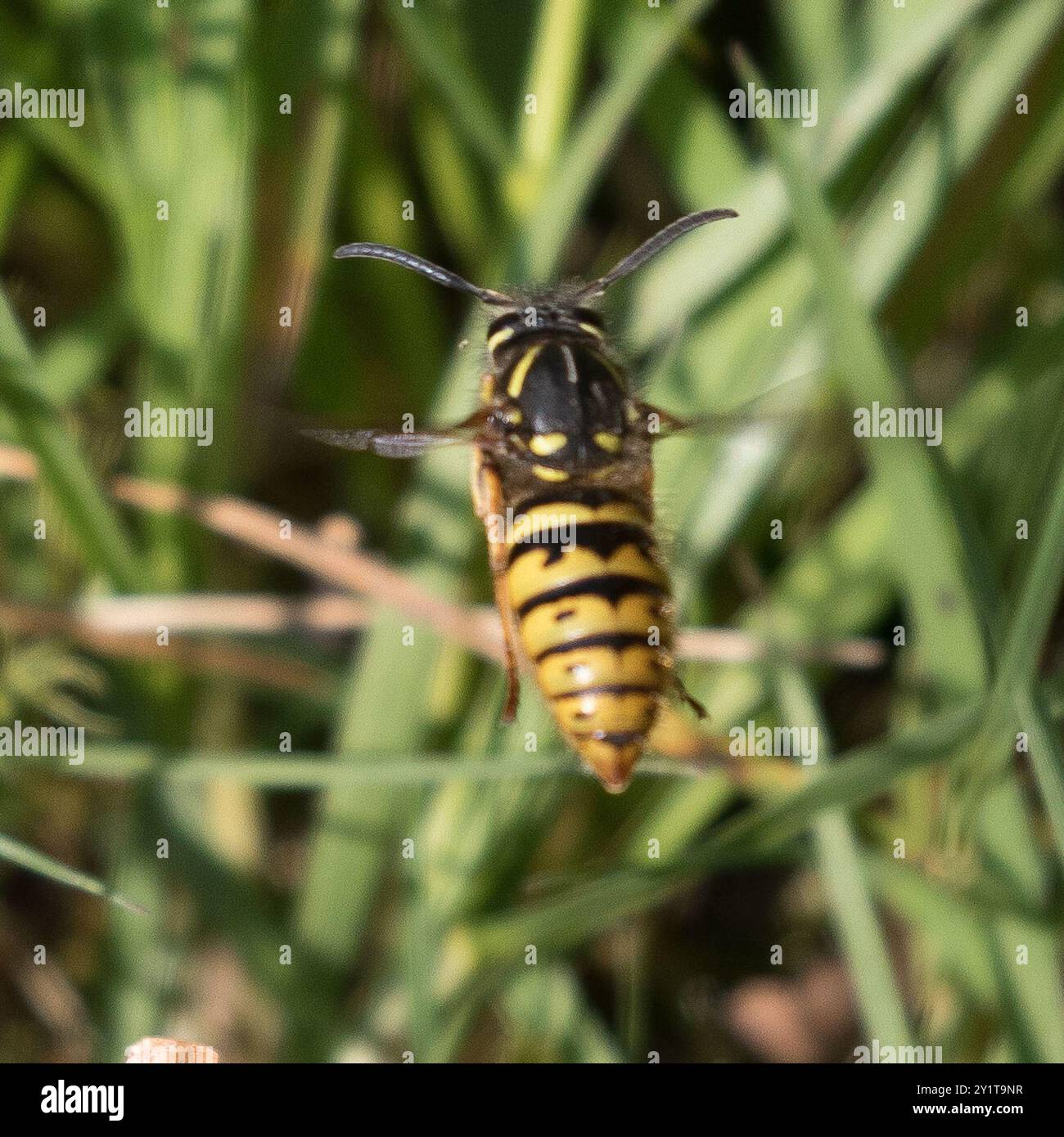 Common European Yellowjacket (Vespula vulgaris) Insecta Stock Photo - Alamy