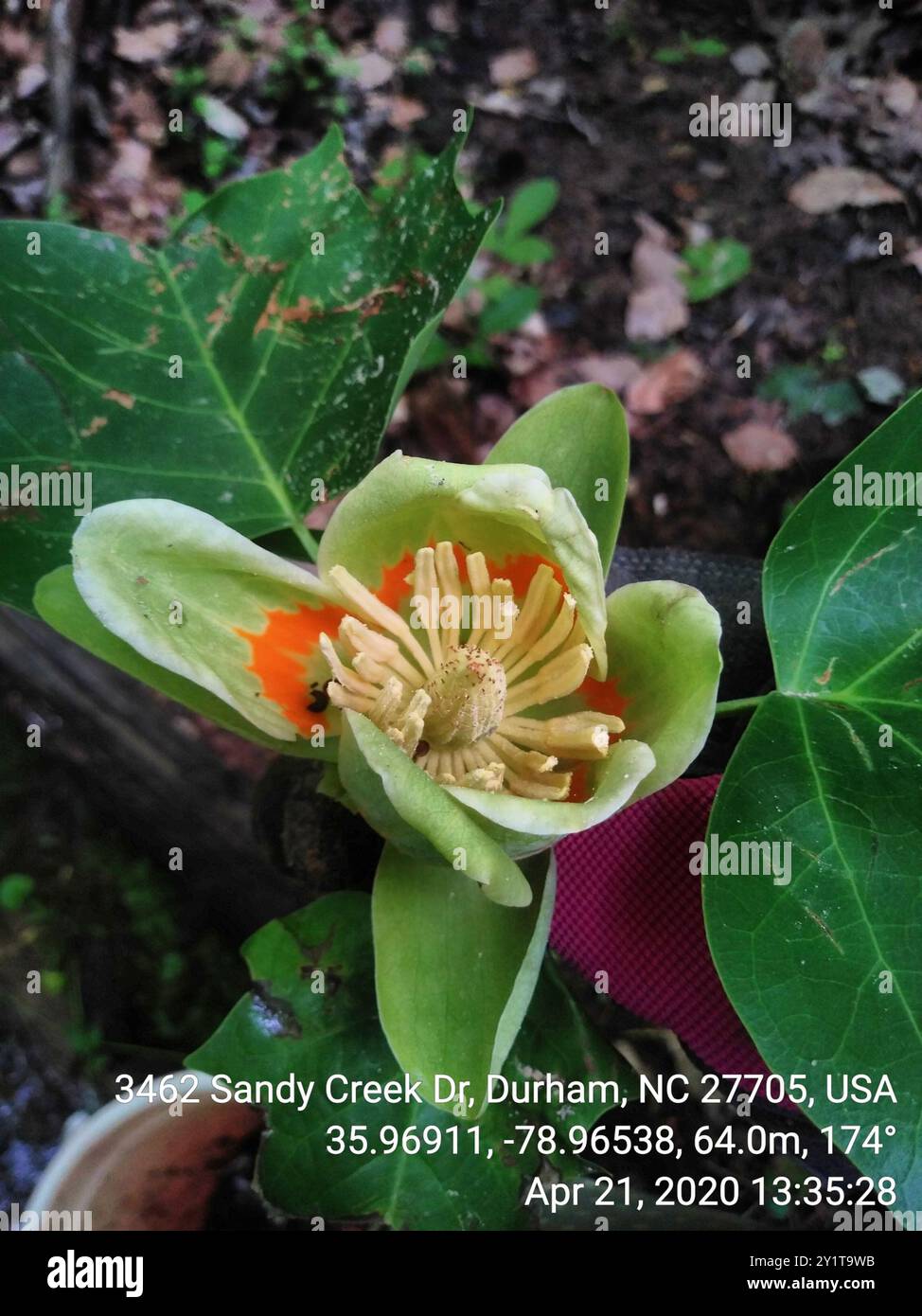 tulip tree (Liriodendron tulipifera) Plantae Stock Photo - Alamy