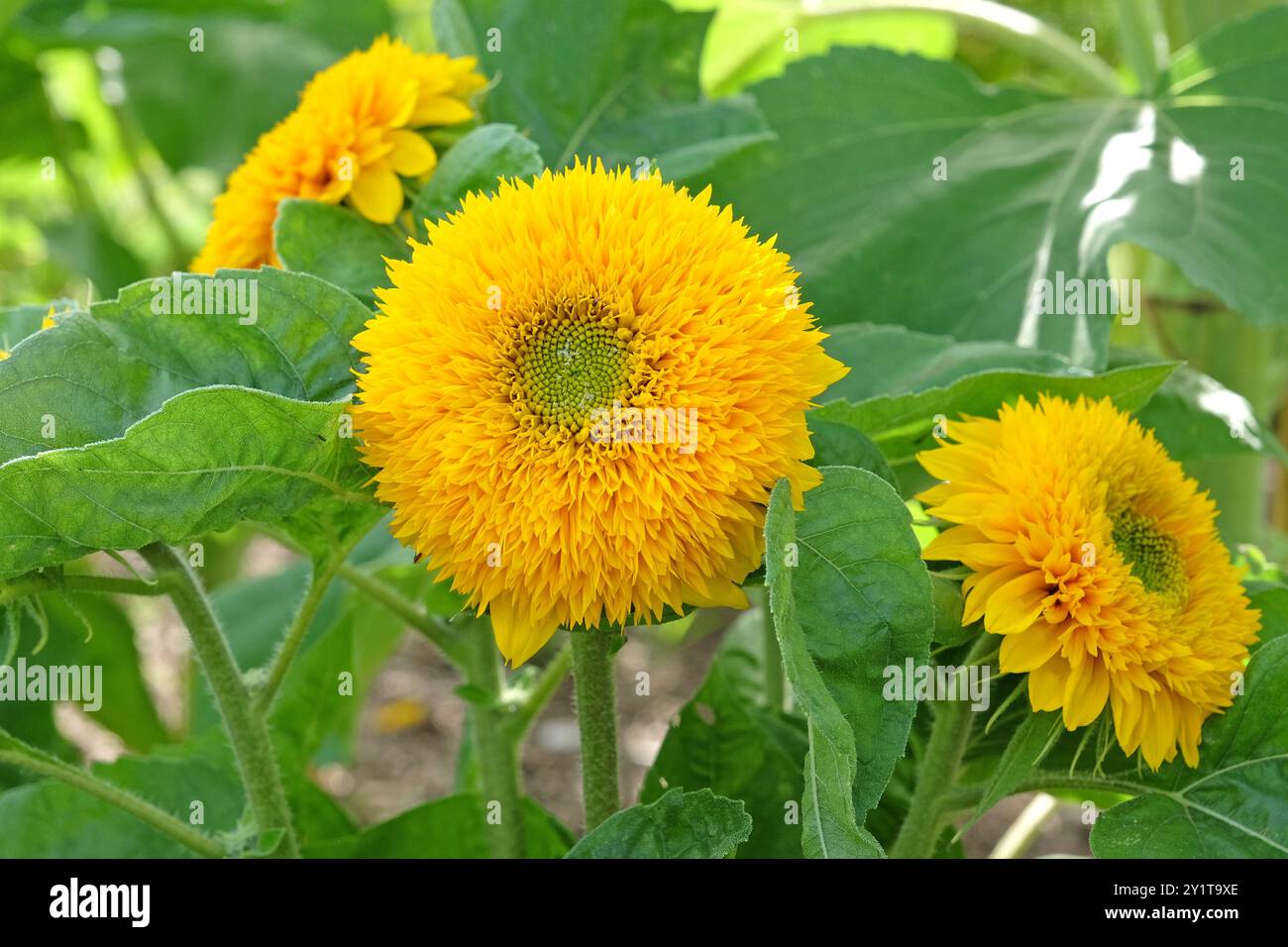 Yellow double Helianthus Sunflower ‘Teddy Bear’ in flower Stock Photo ...