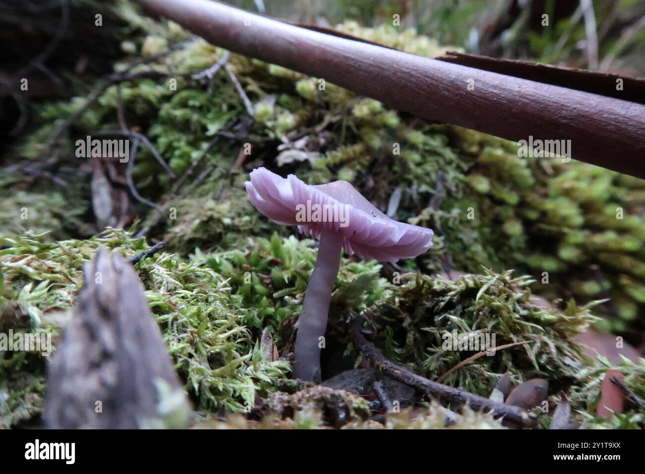 mauve splitting waxcap (Porpolomopsis lewelliniae) Fungi Stock Photo ...