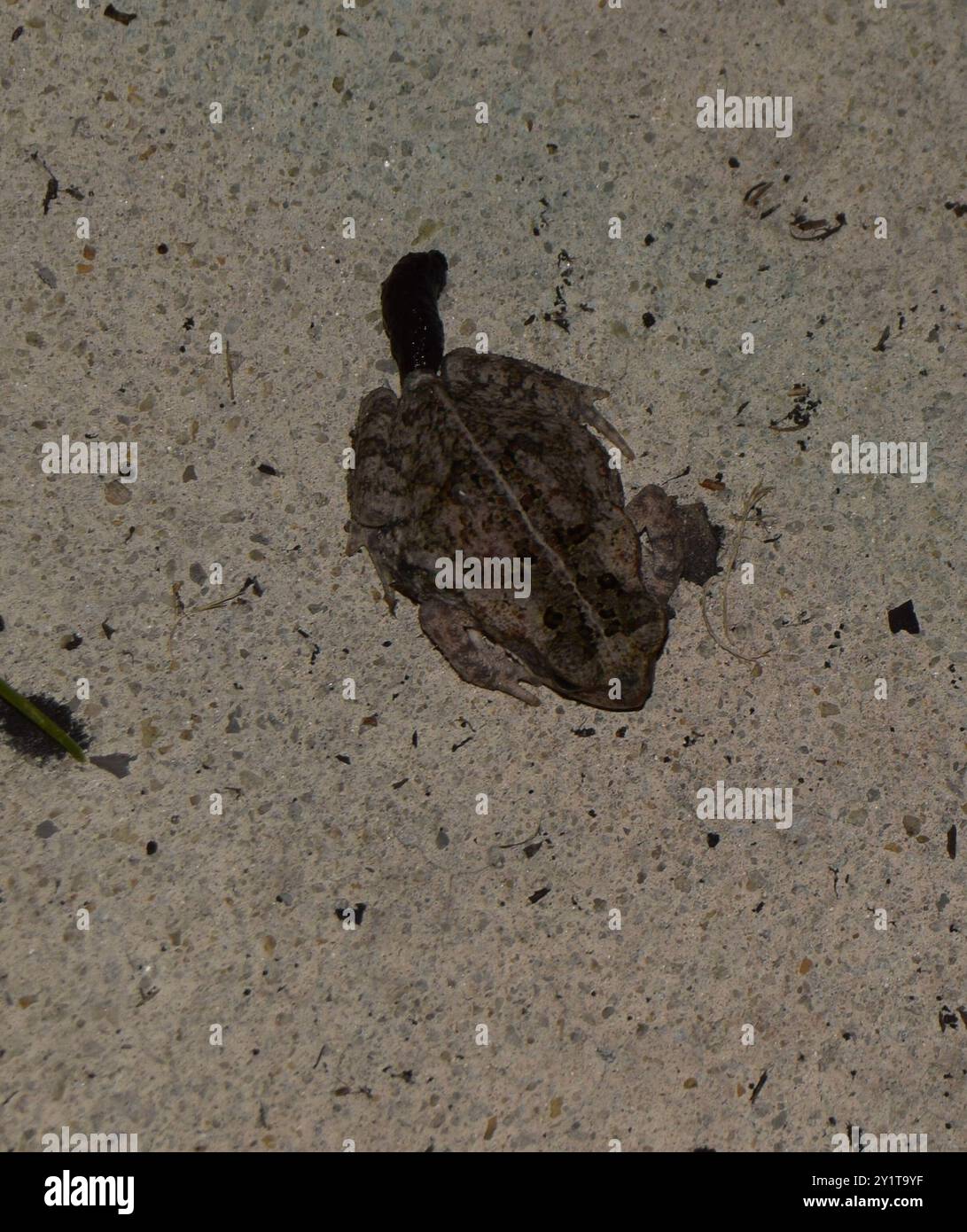 Cane Toad (Rhinella marina) Amphibia Stock Photo - Alamy