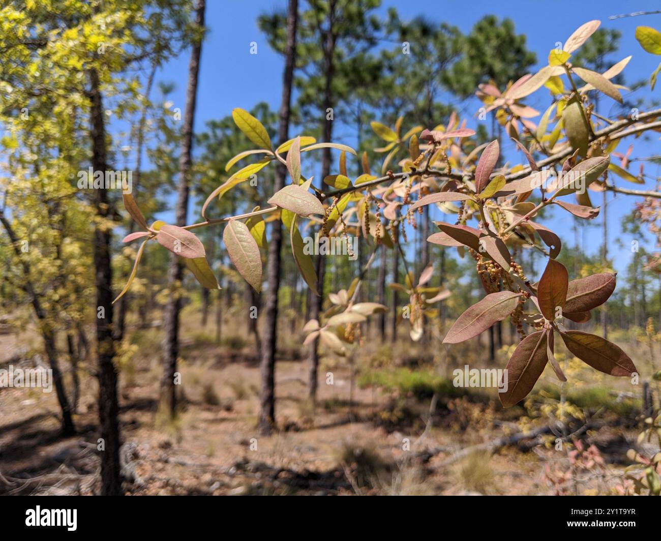 bluejack oak (Quercus incana) Plantae Stock Photo - Alamy