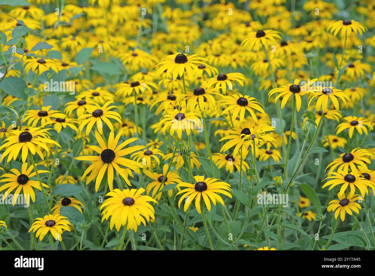 Yellow Rudbeckia ‘Goldsturm’, also known as Black eyed Susan, Gloriosa ...
