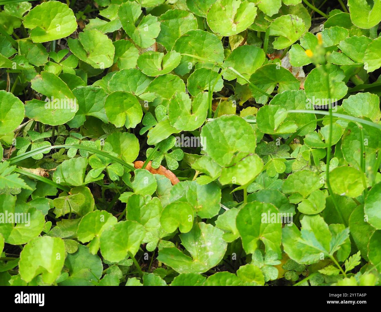 Gotu Cola (Centella asiatica) Plantae Stock Photo - Alamy
