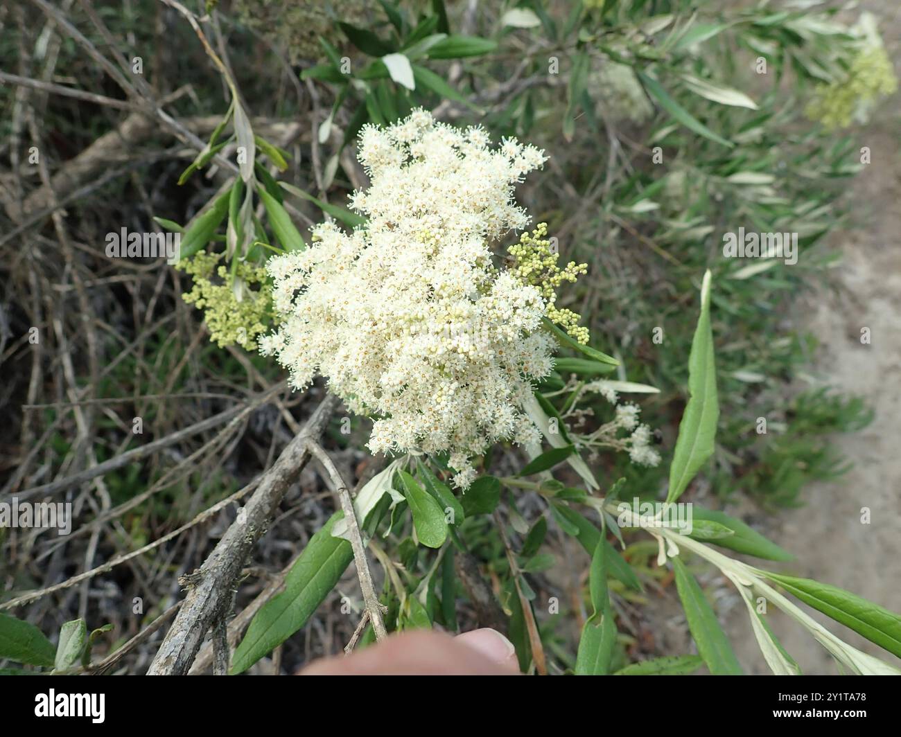 False Olive (Buddleja saligna) Plantae Stock Photo - Alamy