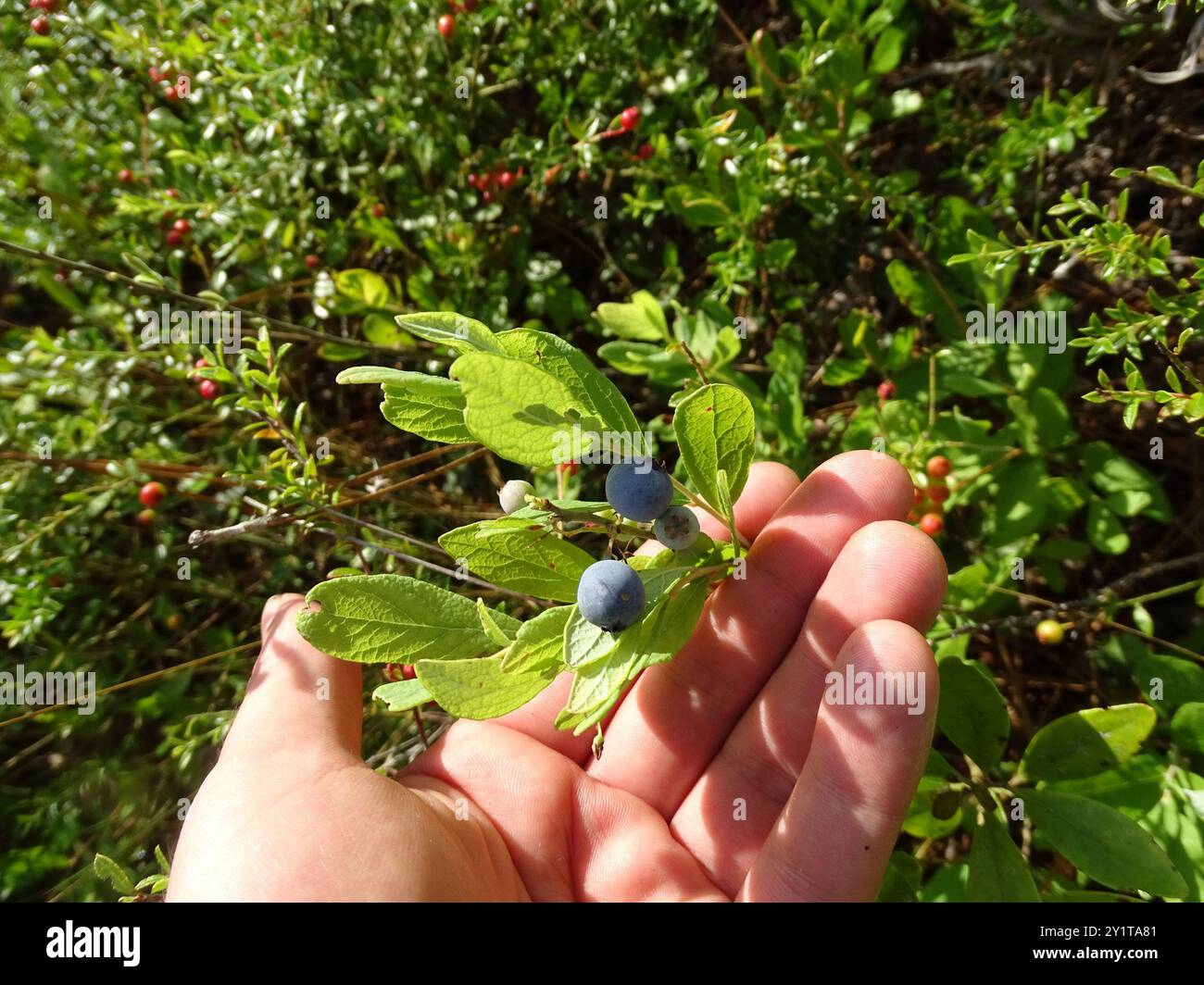 Dwarf Dangleberry (Gaylussacia nana) Plantae Stock Photo - Alamy