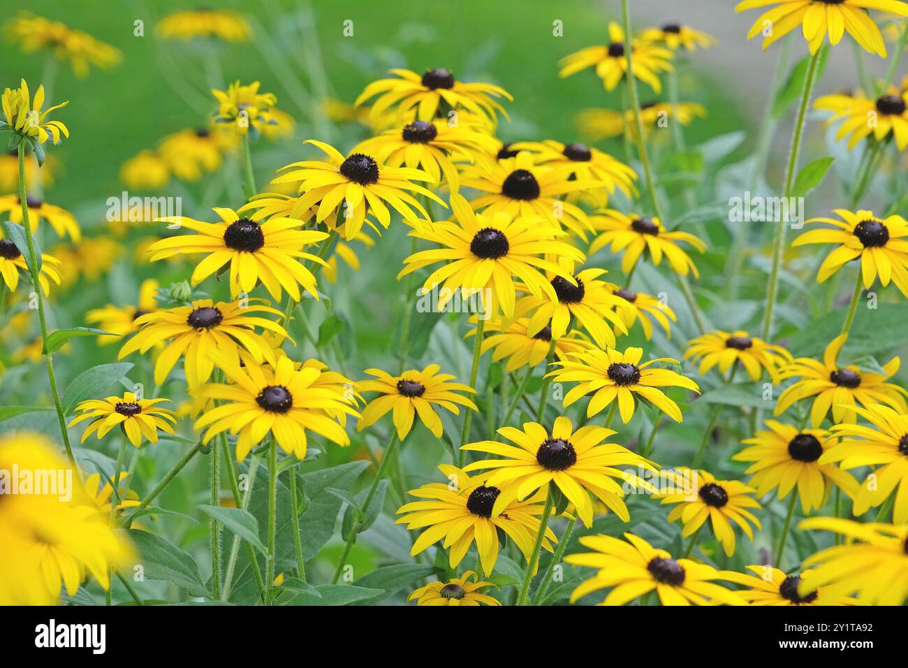 Yellow Rudbeckia ‘Goldsturm’, also known as Black eyed Susan, Gloriosa ...