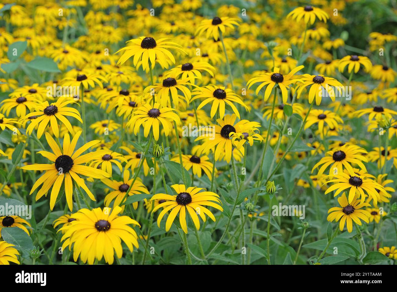 Yellow Rudbeckia ‘Goldsturm’, also known as Black eyed Susan, Gloriosa ...