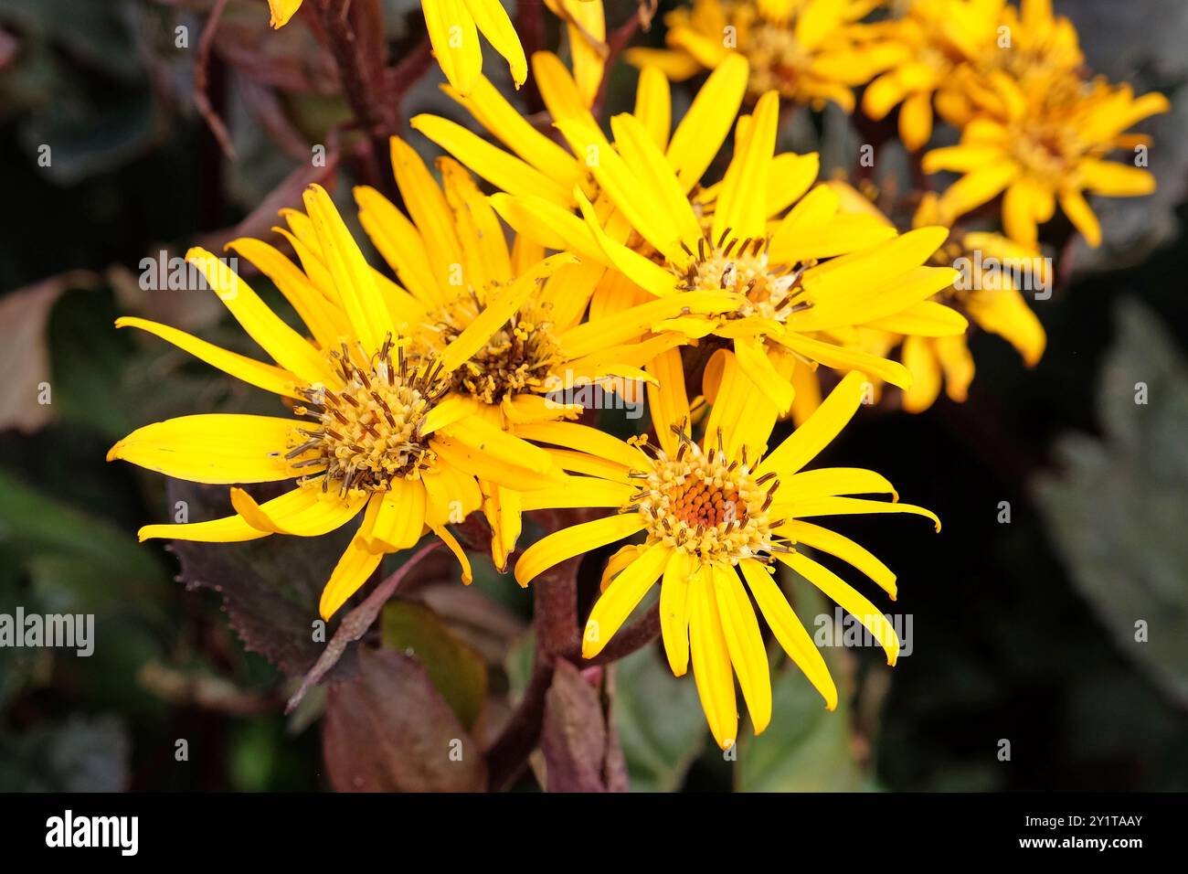 Ligularia, also known as summer ragwort or leopard plant ‘Britt Marie ...