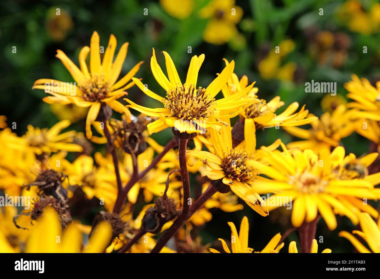 Ligularia, also known as summer ragwort or leopard plant ‘Britt Marie ...
