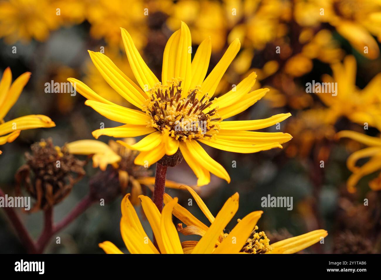 Ligularia, also known as summer ragwort or leopard plant ‘Britt Marie ...